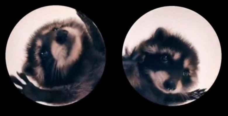 Famosos: Este es el origen del video viral del mapache Pedro